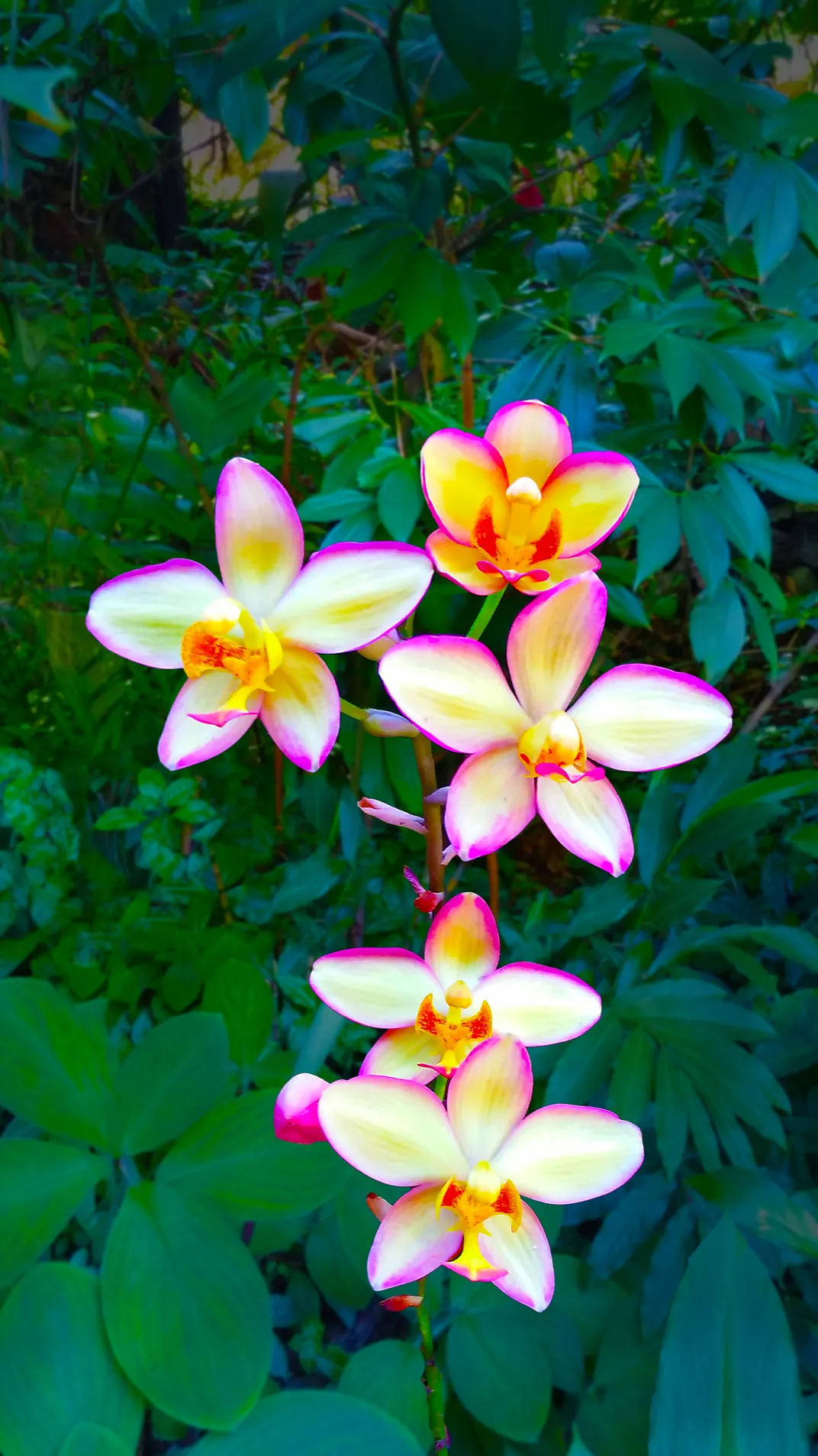 White Orchid | Smithsonian Photo Contest | Smithsonian Magazine