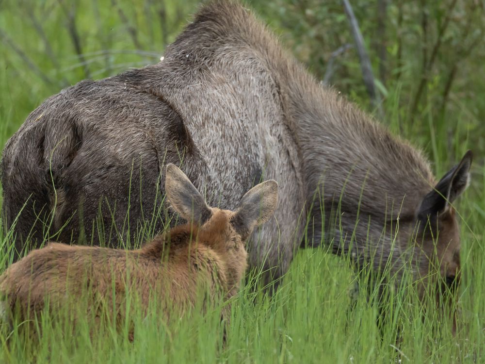 Motherly Love in the Alaskan Wetlands: A Cow and Calf Moment ...