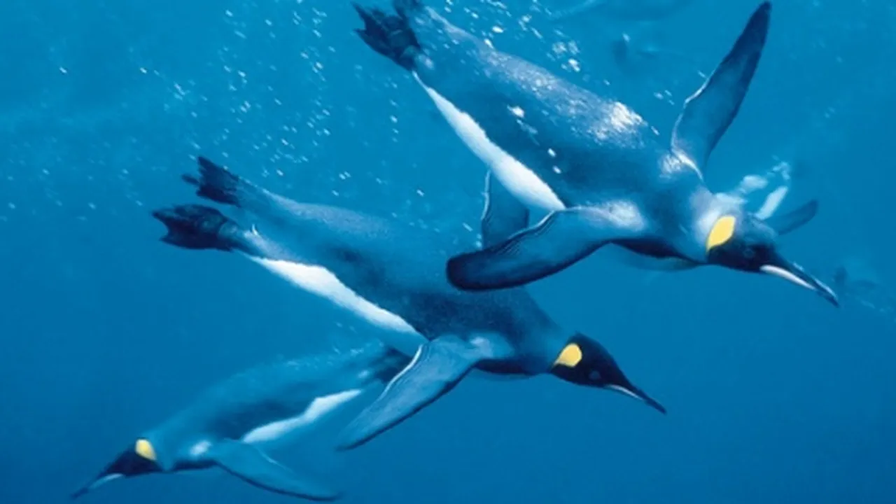 Emperor Penguin Catching Fish In Photos: The Emperor Penguin's