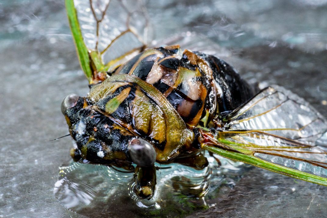 Cicada after rain | Smithsonian Photo Contest | Smithsonian Magazine