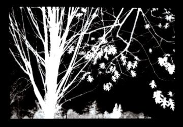 Fall Tree Negative Inverse | Smithsonian Photo Contest | Smithsonian ...