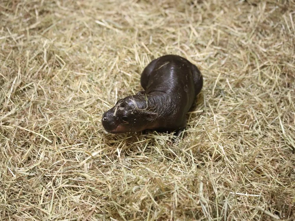 Hippopotamus Pygmy Hippo Rare Baby Pygmy Hippo Makes Debut At Sydney's