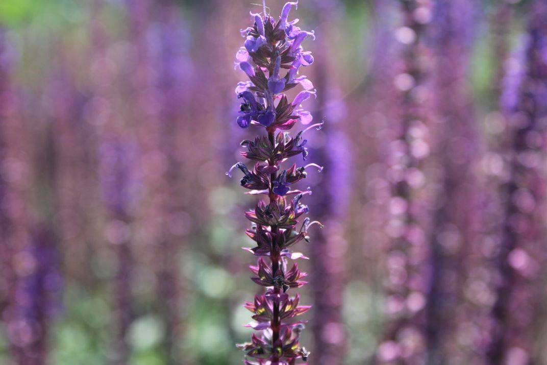Flower in Washington, DC | Smithsonian Photo Contest | Smithsonian Magazine
