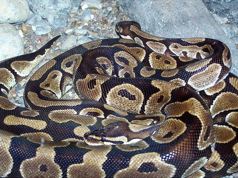 is a ball python a boa