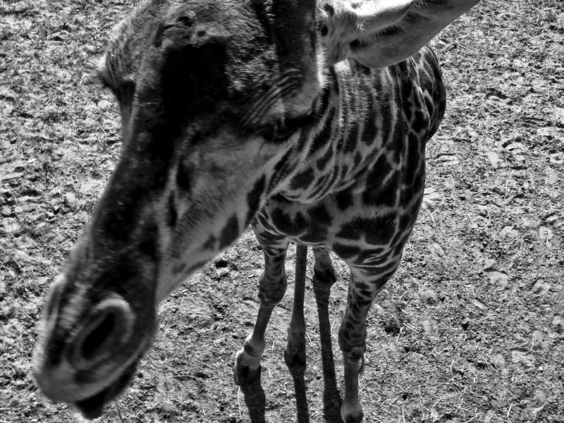 The giraffe from above | Smithsonian Photo Contest | Smithsonian Magazine
