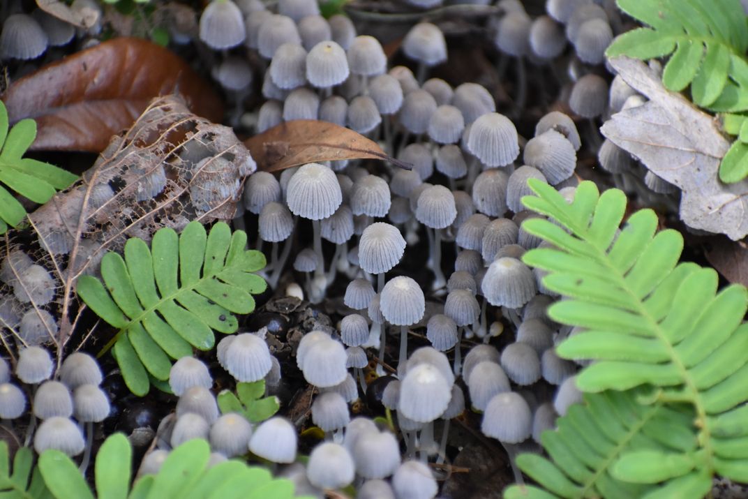 Ferns and Fungi | Smithsonian Photo Contest | Smithsonian Magazine