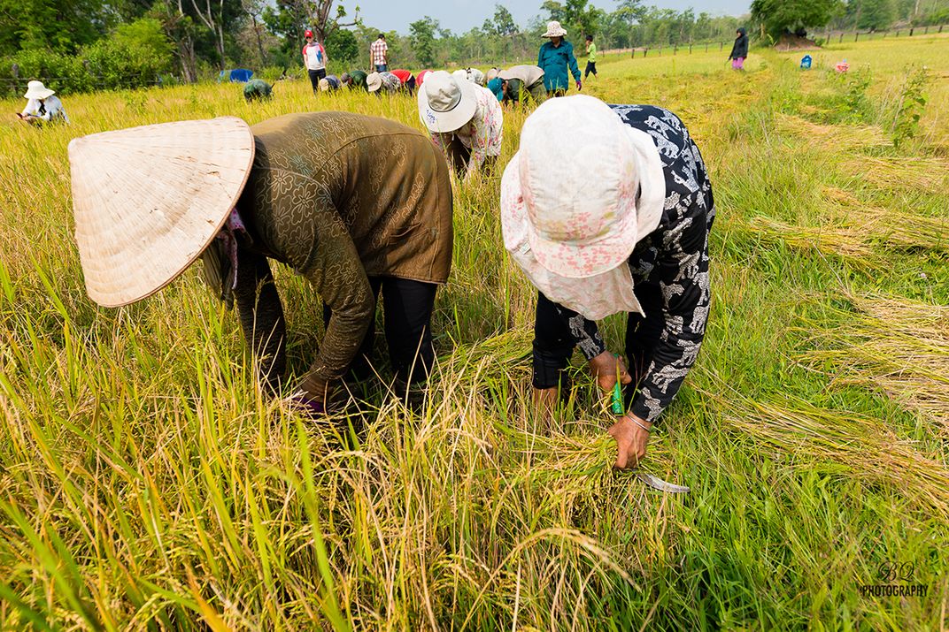 Harvest rice on the rice paddy field on a sunny day. | Smithsonian ...