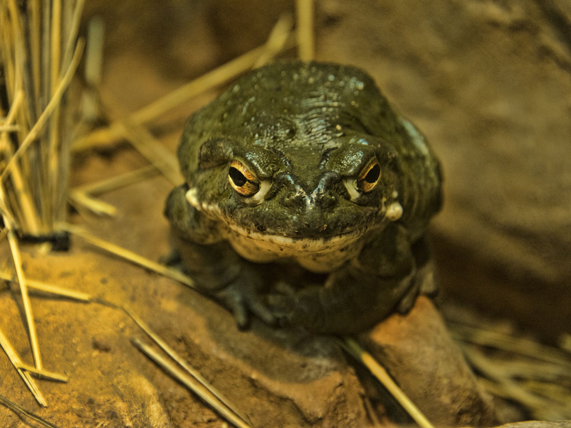 Don’t Lick This Toad, National Park Service Says