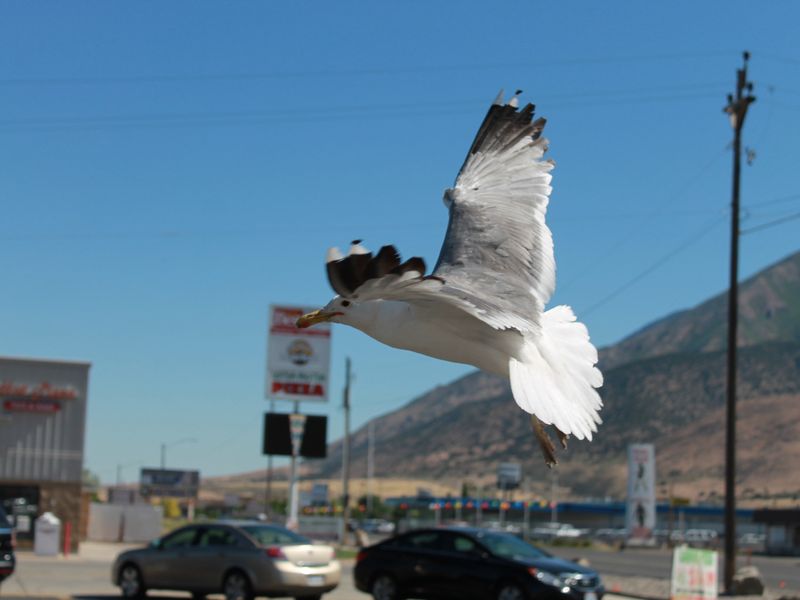 Seagull landing | Smithsonian Photo Contest | Smithsonian Magazine