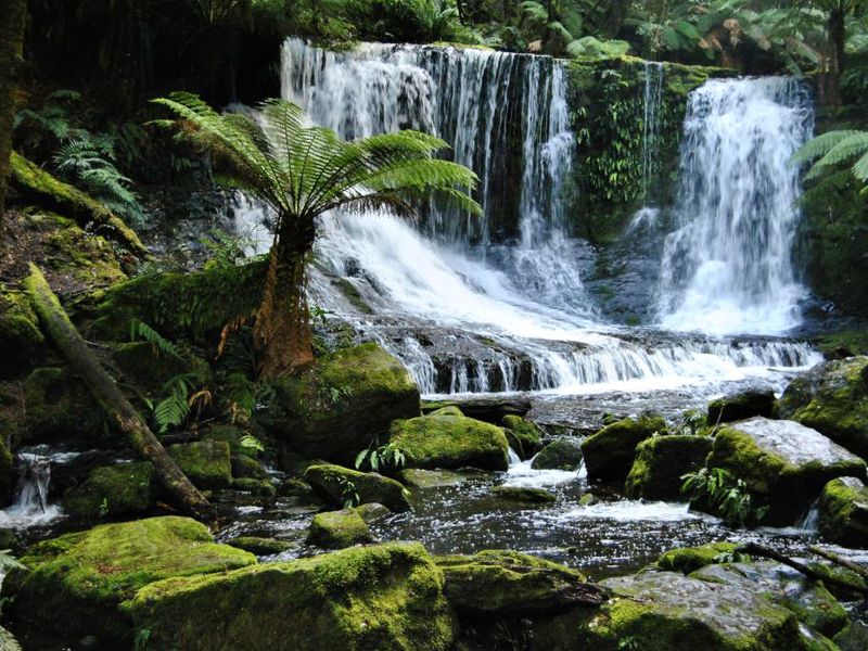 Forests of Tasmania | Smithsonian Photo Contest | Smithsonian Magazine