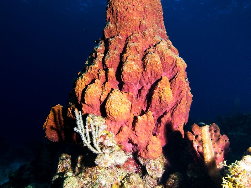 Barrel sponge | Smithsonian Photo Contest | Smithsonian Magazine