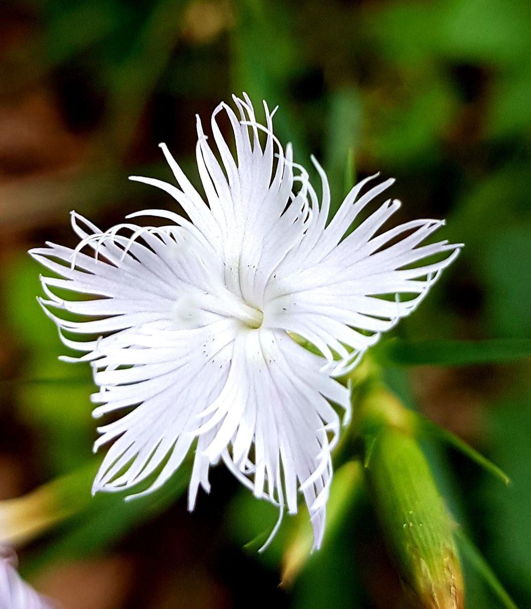 The miracle of a flower | Smithsonian Photo Contest | Smithsonian Magazine
