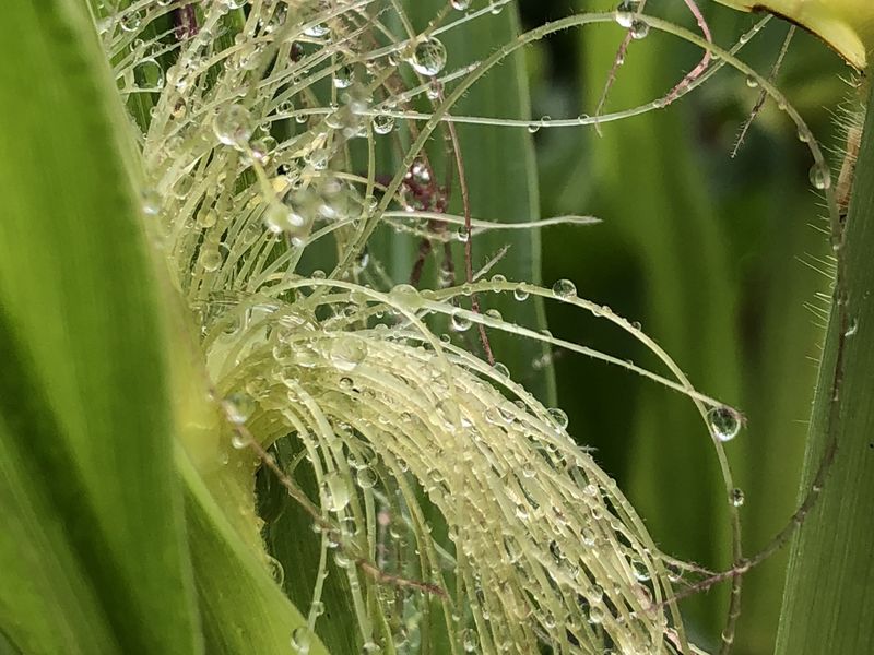 Crying corn | Smithsonian Photo Contest | Smithsonian Magazine