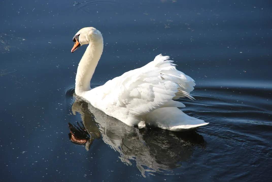 Swan on lake | Smithsonian Photo Contest | Smithsonian Magazine