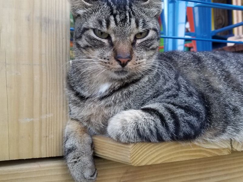 The Cat Domain Close Up | Smithsonian Photo Contest | Smithsonian Magazine