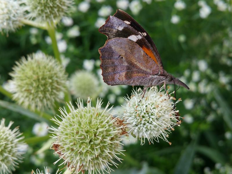 Snout Butterfly on Rattlesnake Master | Smithsonian Photo Contest ...