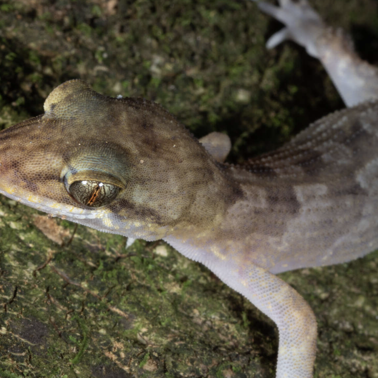 philosophical lizard