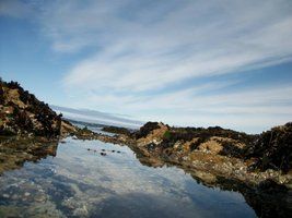Reflection off of a tide pool, west coast, Asilomar beach ...