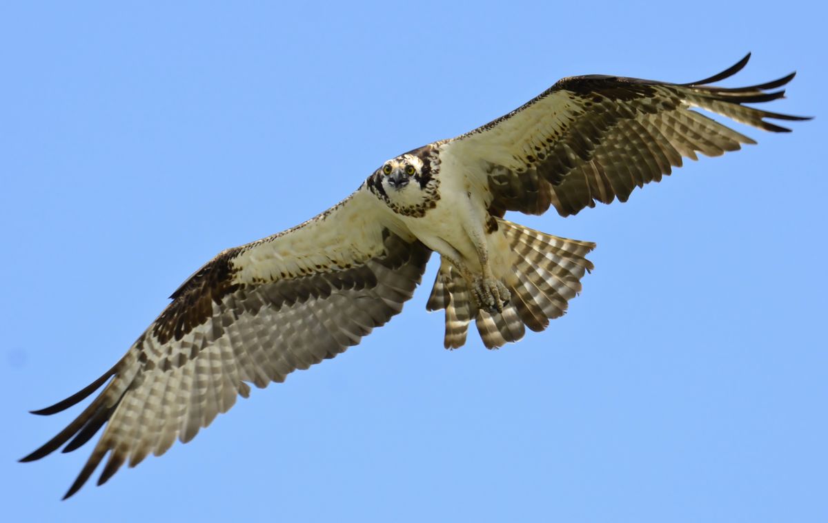 14 Fun Facts About Sea Hawks | Smithsonian