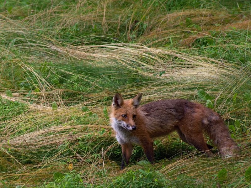 A Country Fox | Smithsonian Photo Contest | Smithsonian Magazine