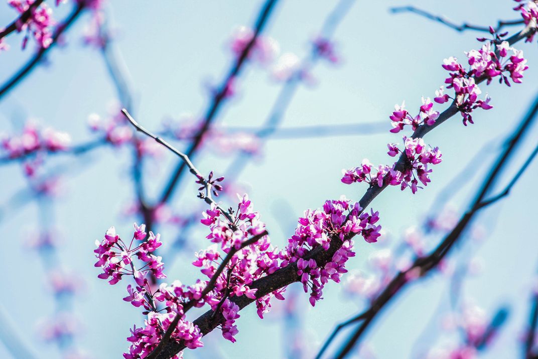 Spring | Smithsonian Photo Contest | Smithsonian Magazine