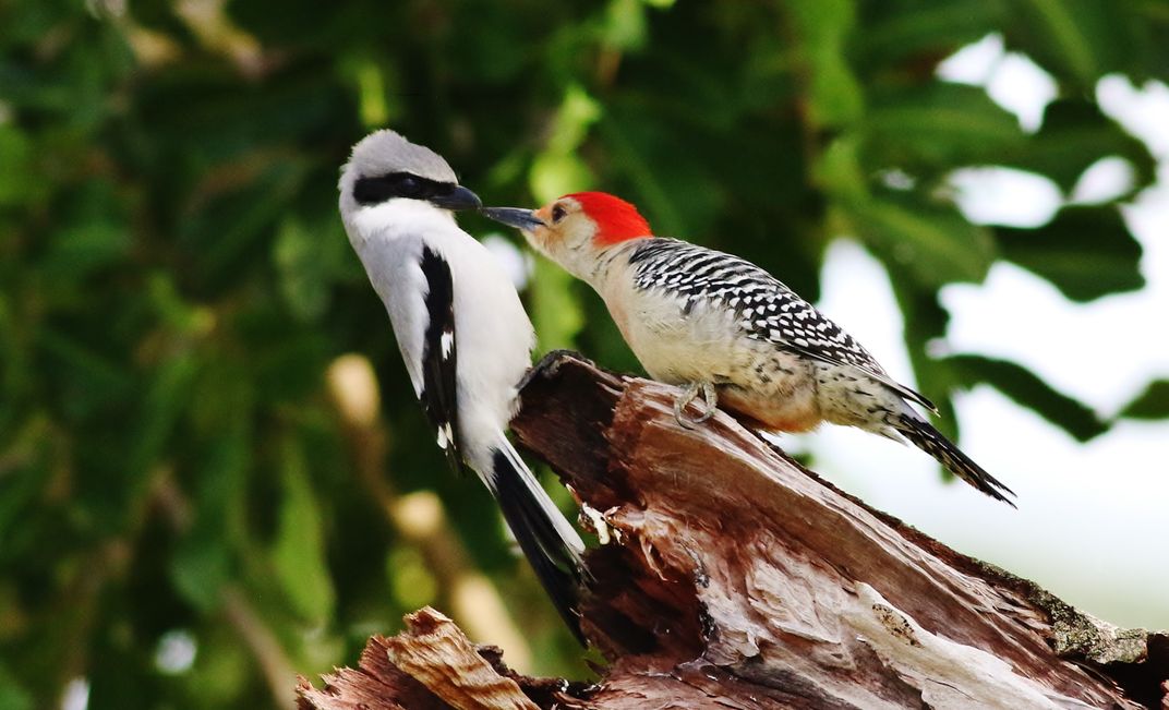 Loggerhead Shrike vs Red-bellied Woodpecker | Smithsonian Photo Contest ...