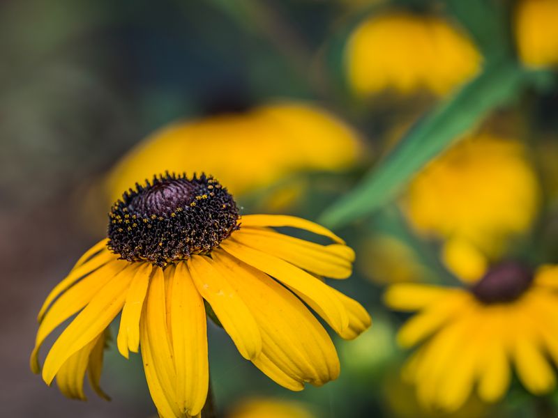 Sunflower Reaching for the sun | Smithsonian Photo Contest ...