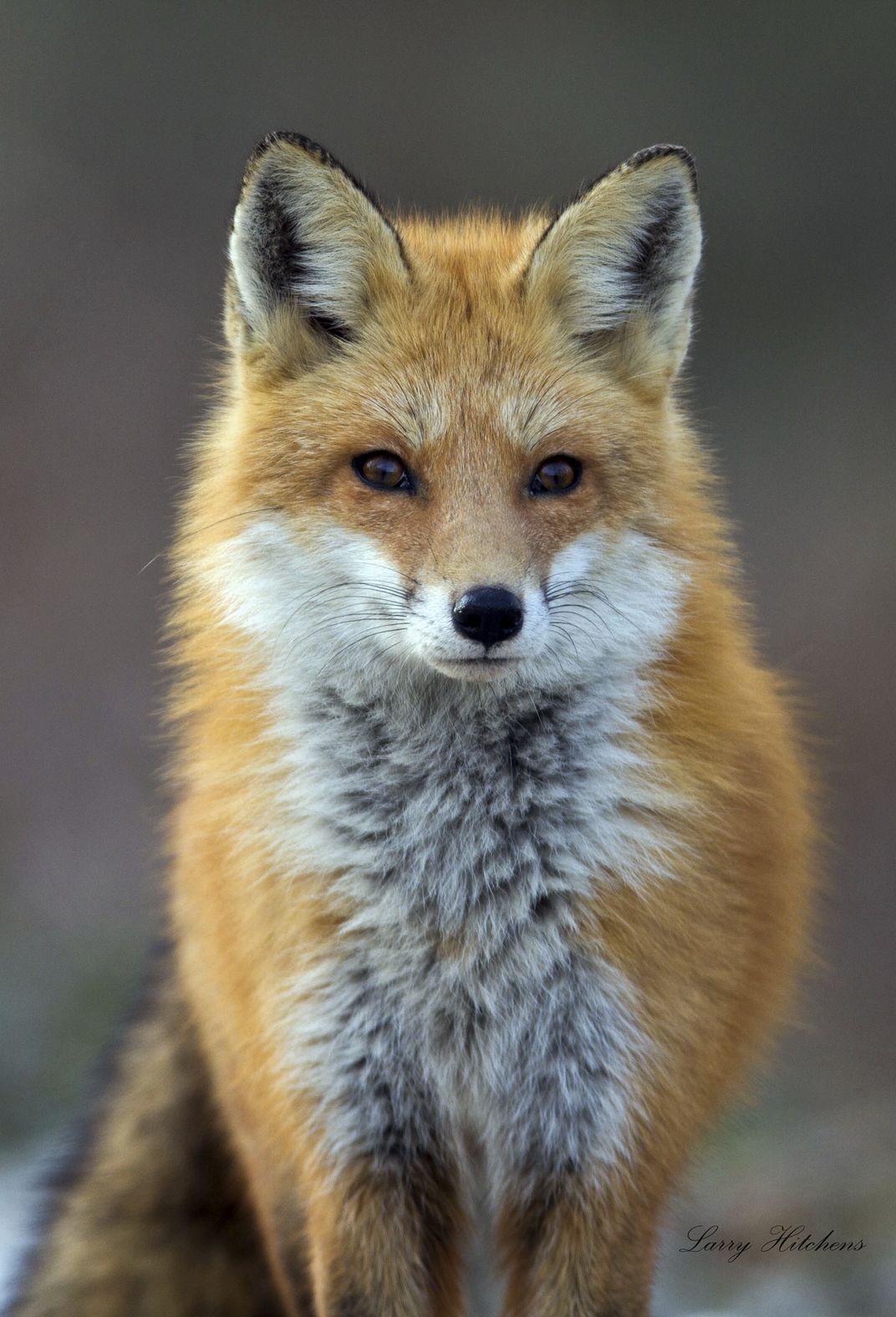 Red Fox Male | Smithsonian Photo Contest | Smithsonian Magazine