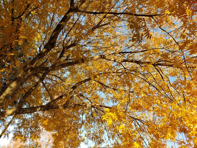 Golden Leaves | Smithsonian Photo Contest | Smithsonian Magazine