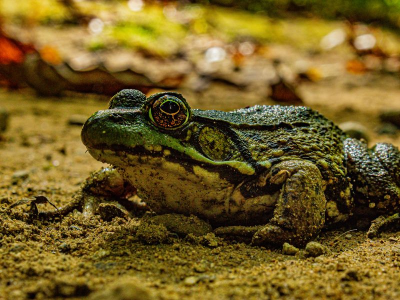 Northern Green Frog | Smithsonian Photo Contest | Smithsonian Magazine