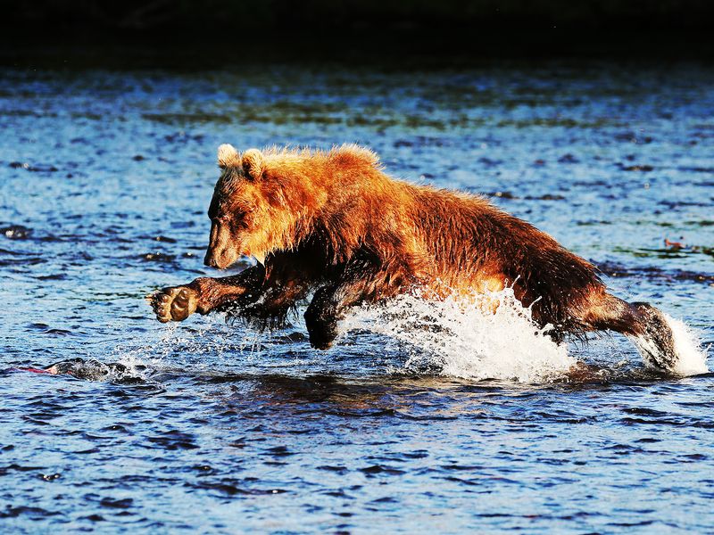 Fishing bear | Smithsonian Photo Contest | Smithsonian Magazine