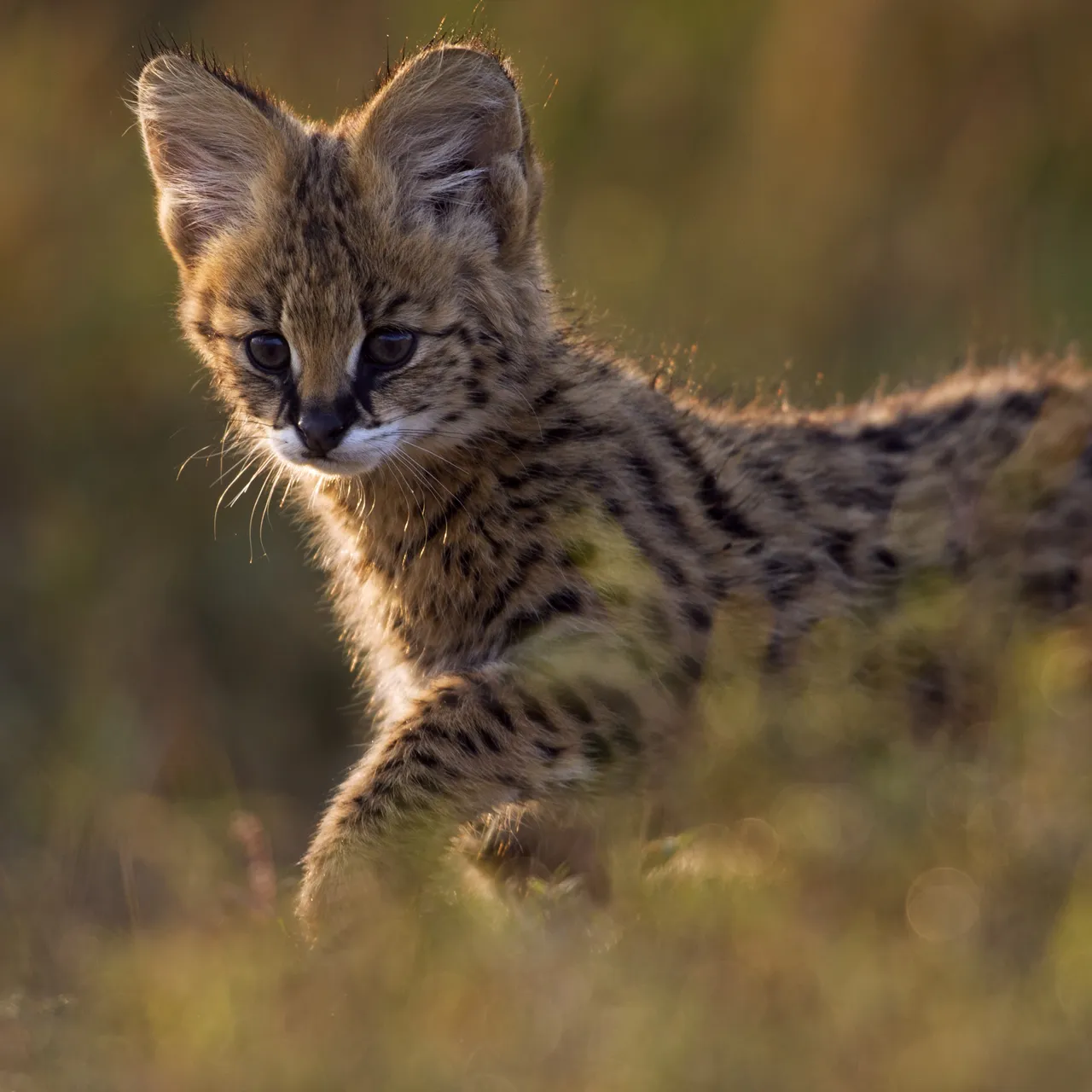 Small Wild Cats As Pets