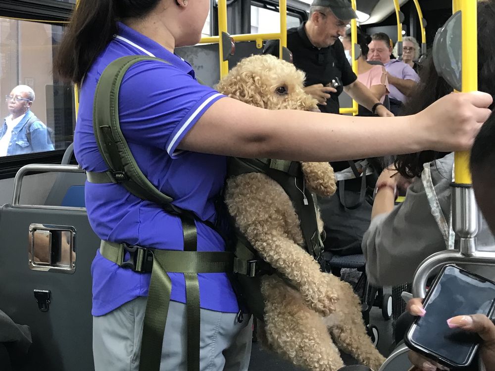 Fur Baby Aboard Bus | Smithsonian Photo Contest | Smithsonian Magazine