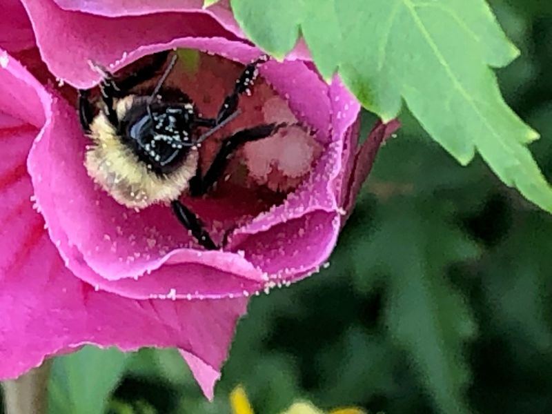 Bee in My Bonnet | Smithsonian Photo Contest | Smithsonian Magazine