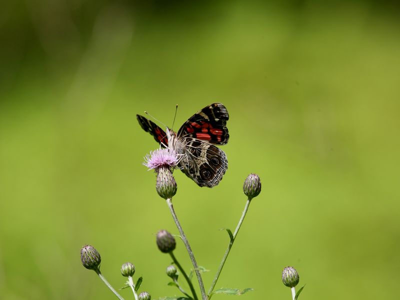 Captivating butterfly with distinct wing eye spots resting atop a ...