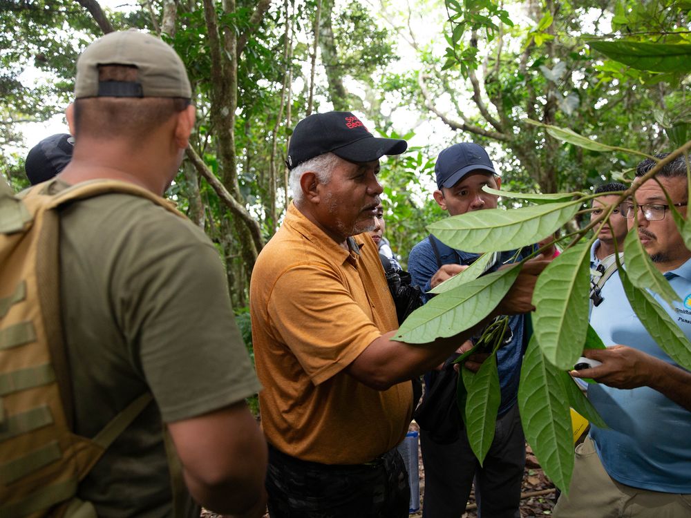 A New Course by ForestGEO Experts Teaches the Biodiversity of ...