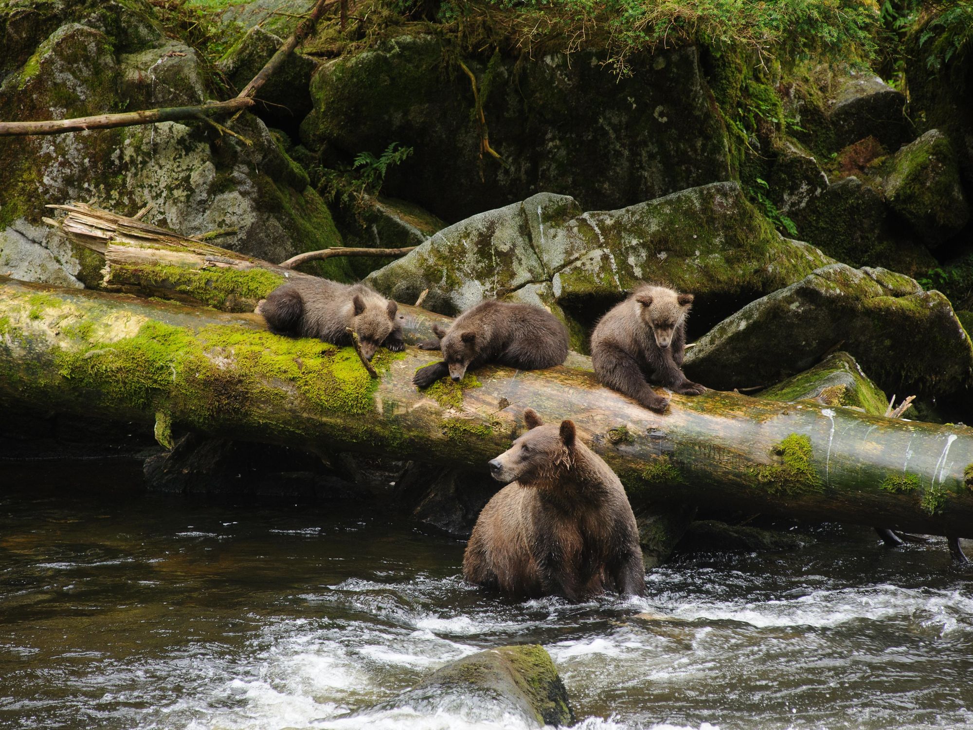 DNA of Extinct Cave Bear Lives on in Modern Brown Bears
