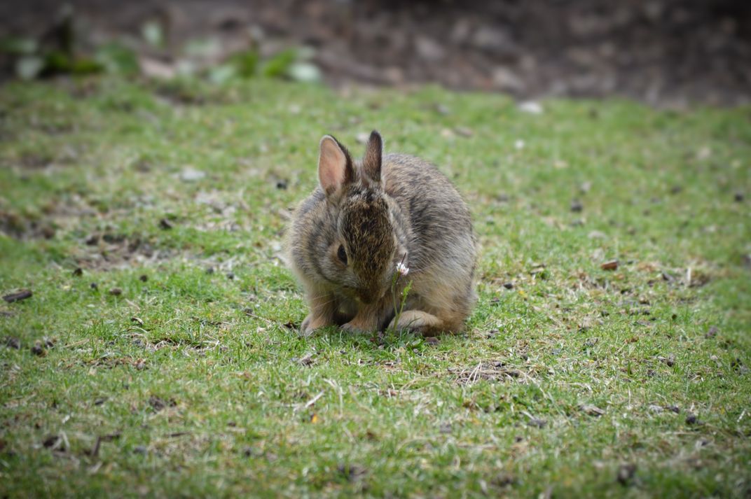 Baby Bunny | Smithsonian Photo Contest | Smithsonian Magazine