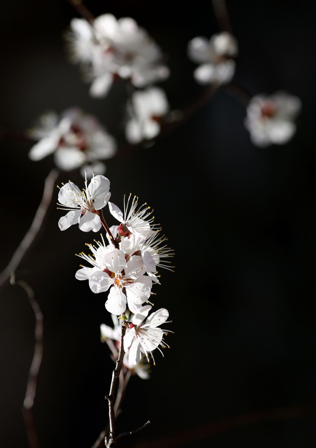 Spring Flowering | Smithsonian Photo Contest | Smithsonian Magazine