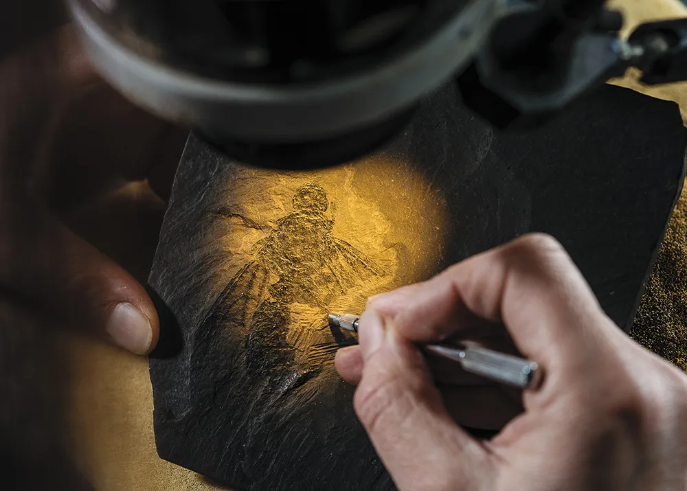 The Evolutionary Secrets Within the Messel Pit