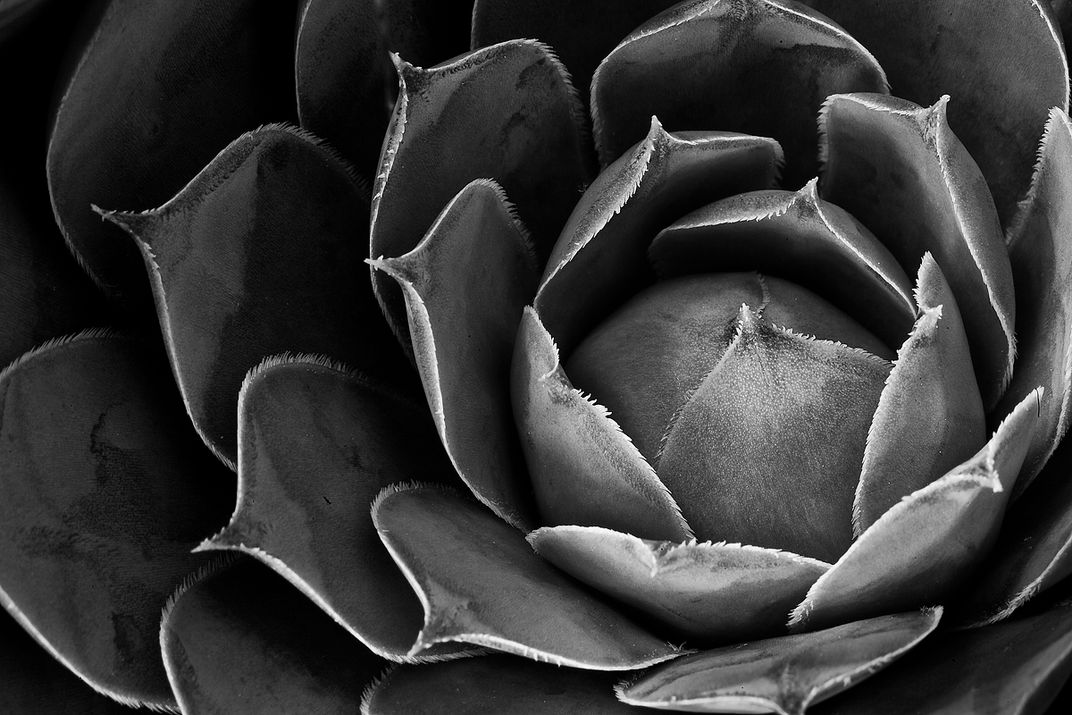 An intimate view of succulent, showing its beautiful patterns and ...