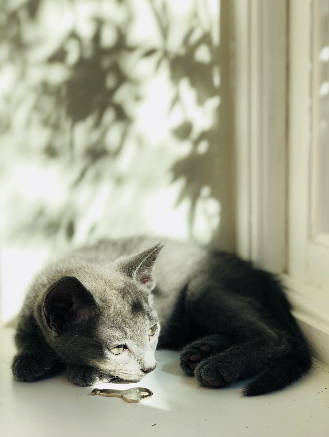 Contemplative kitten. | Smithsonian Photo Contest | Smithsonian Magazine