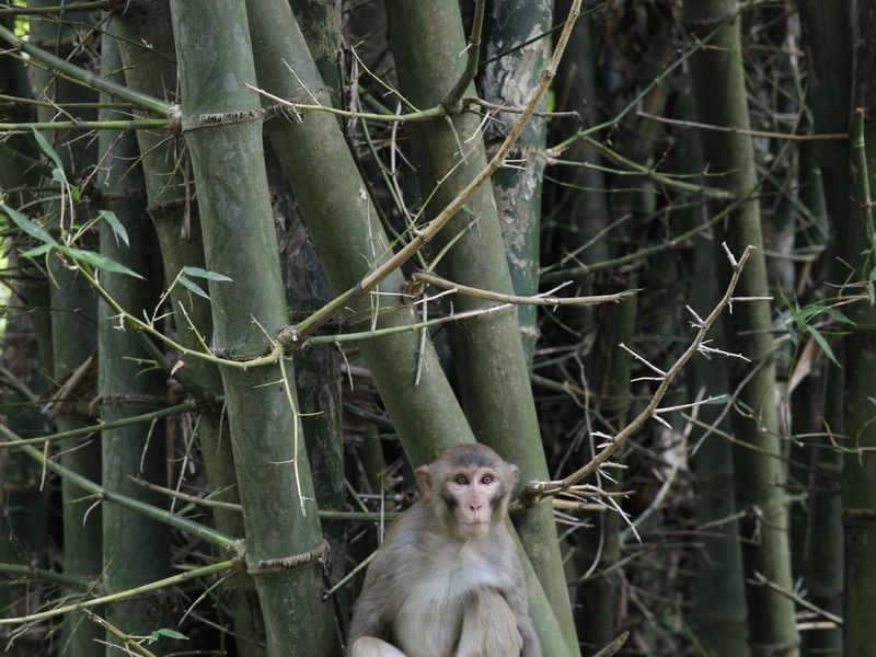 A lone monkey | Smithsonian Photo Contest | Smithsonian Magazine