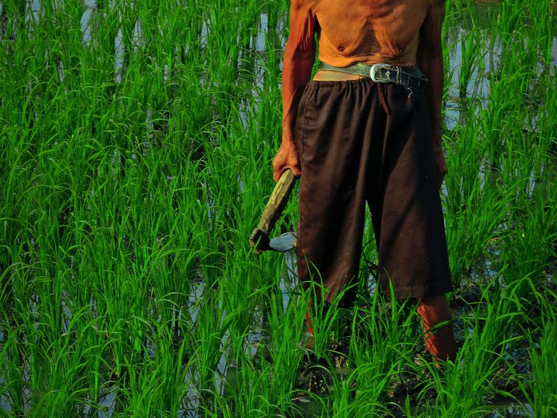 dying farmer | Smithsonian Photo Contest | Smithsonian Magazine