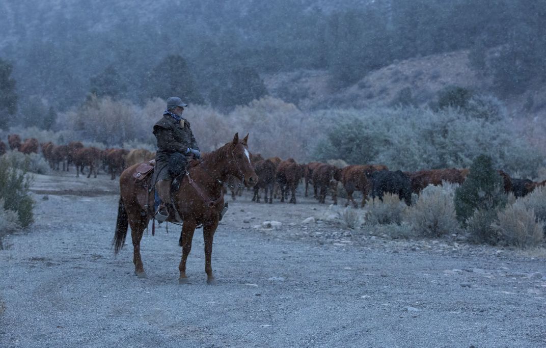 Wrangler Working a Cattle Drive in Snowstorm | Smithsonian Photo ...
