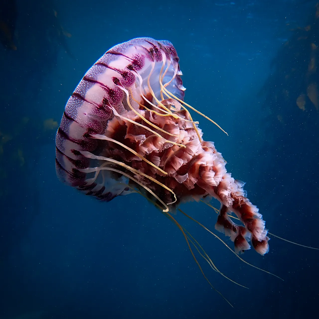 jellyfish dissection