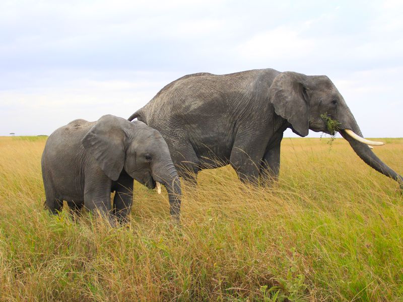 Serengeti Elephants | Smithsonian Photo Contest | Smithsonian Magazine