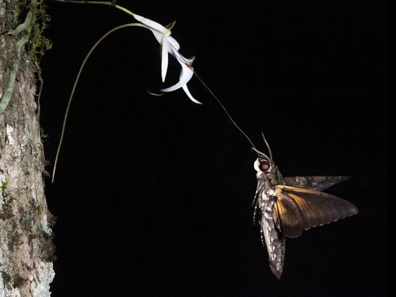 A Giant Sphinx Moth visits a rare Ghost Orchid. | Smithsonian Photo ...