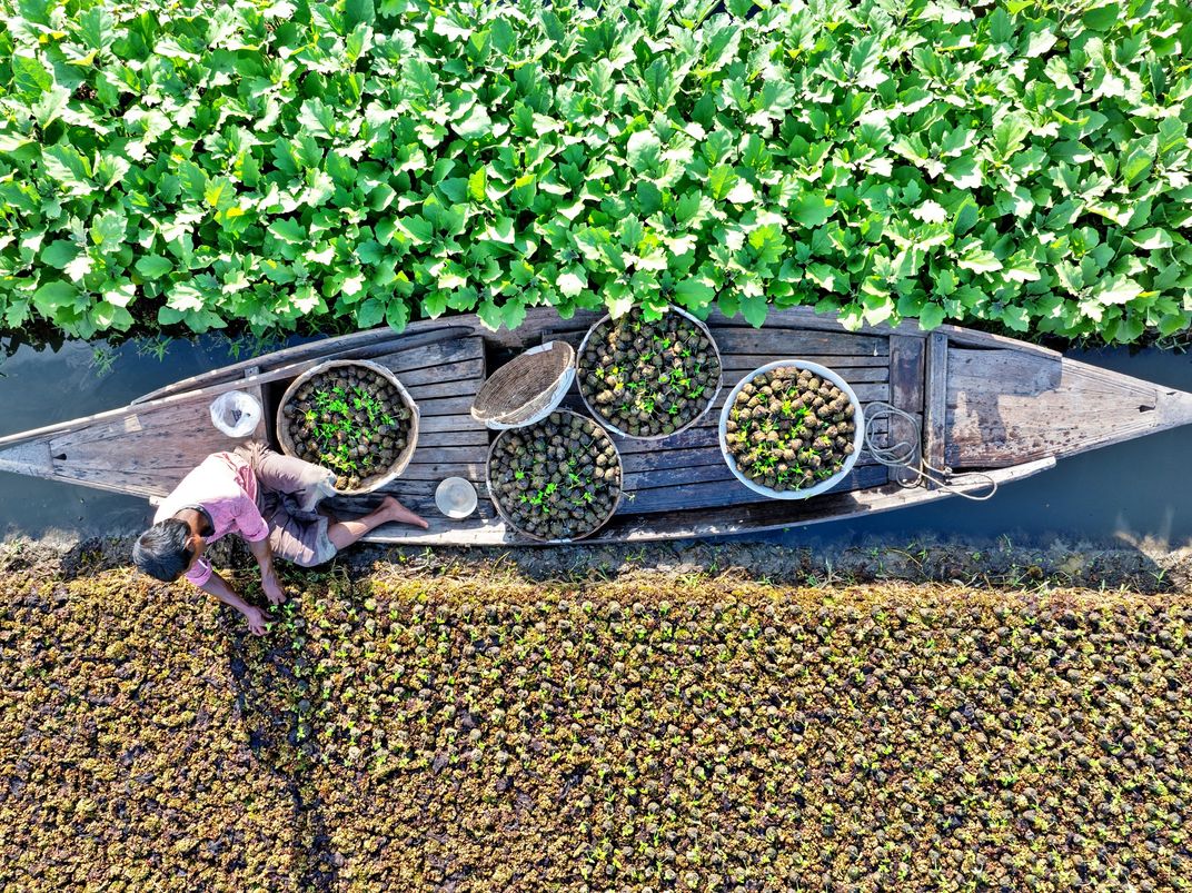 Floating vegetable bed cultivation: A new hope on water ঃ | Smithsonian ...