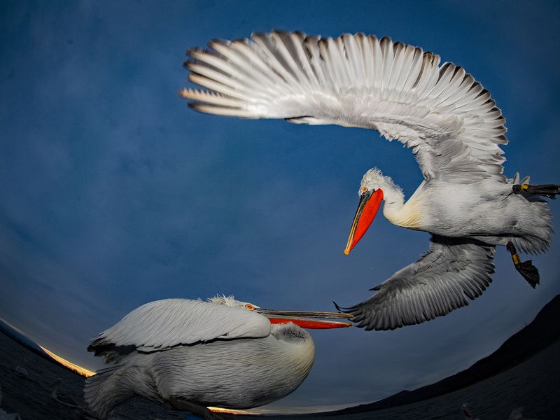Bird Circus | Smithsonian Photo Contest | Smithsonian Magazine